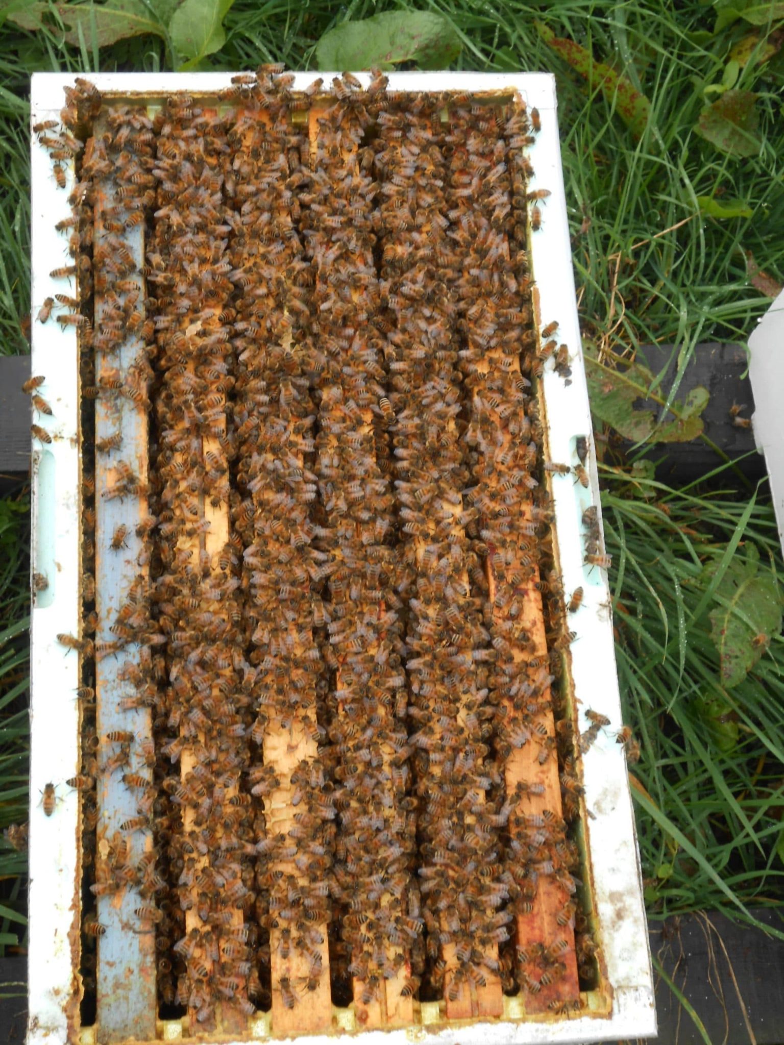 Essaim Abeille BuckFast douce - Arts Abeilles Apiculture
